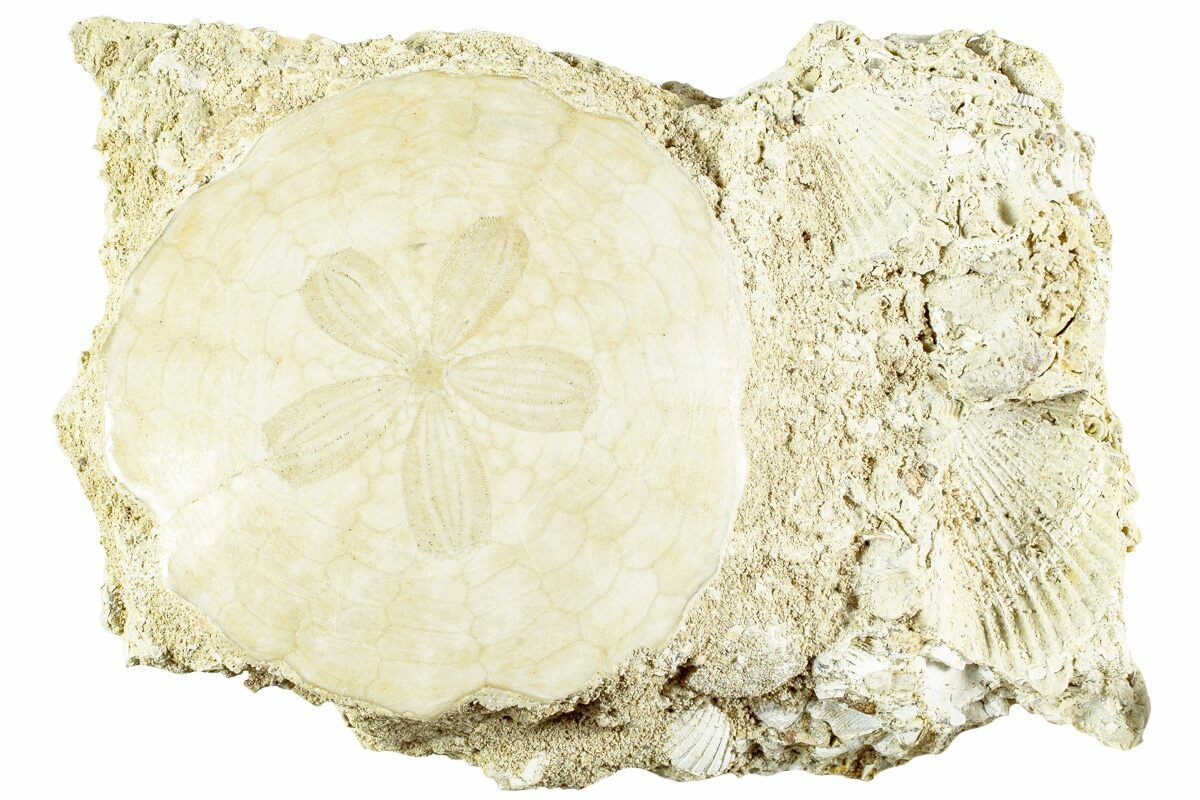 3.1" Fossil Sand Dollar (Scutella) - France (#229093) For Sale ...