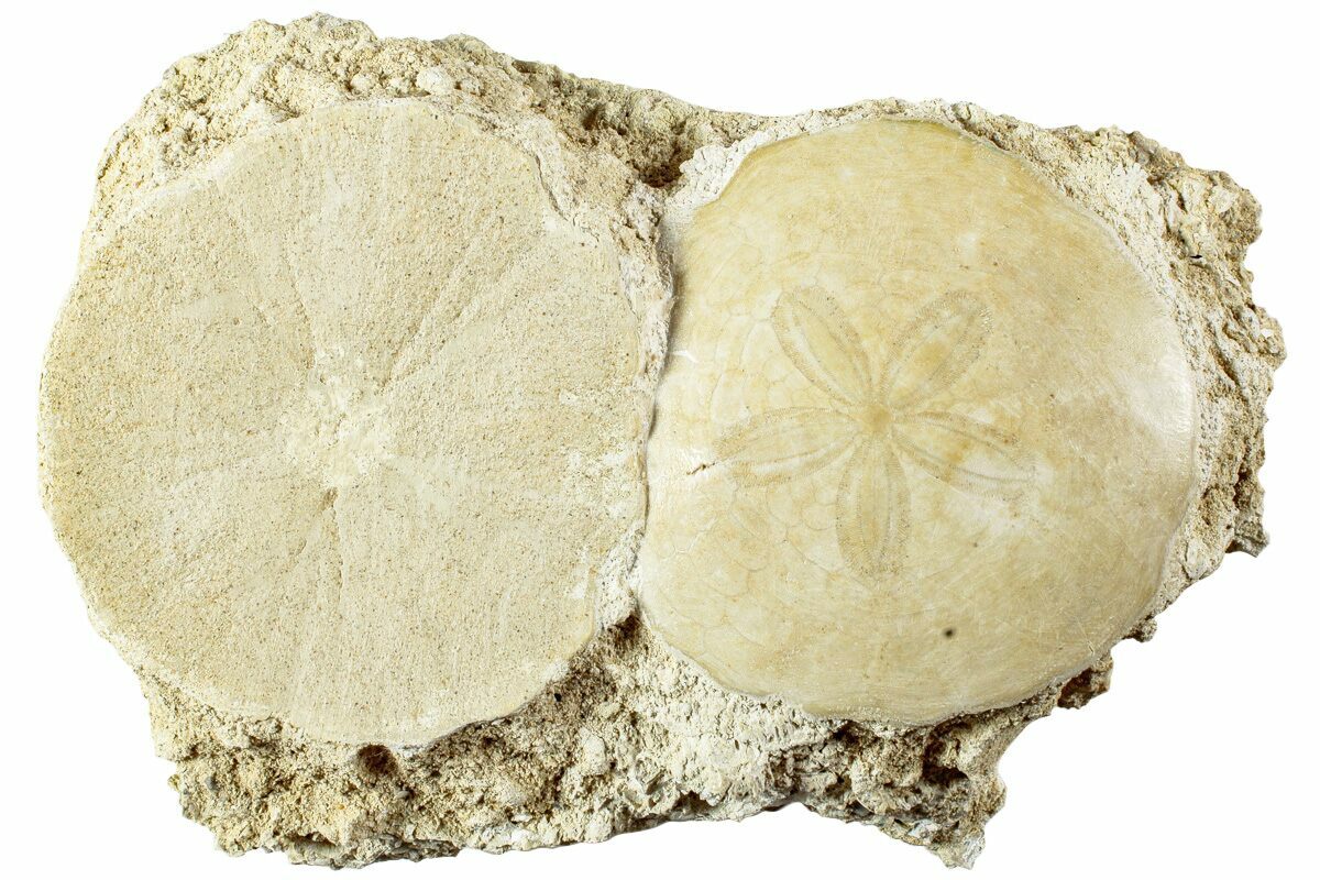 Two Fossil Sand Dollars (Scutella) - France (#229096) For Sale ...