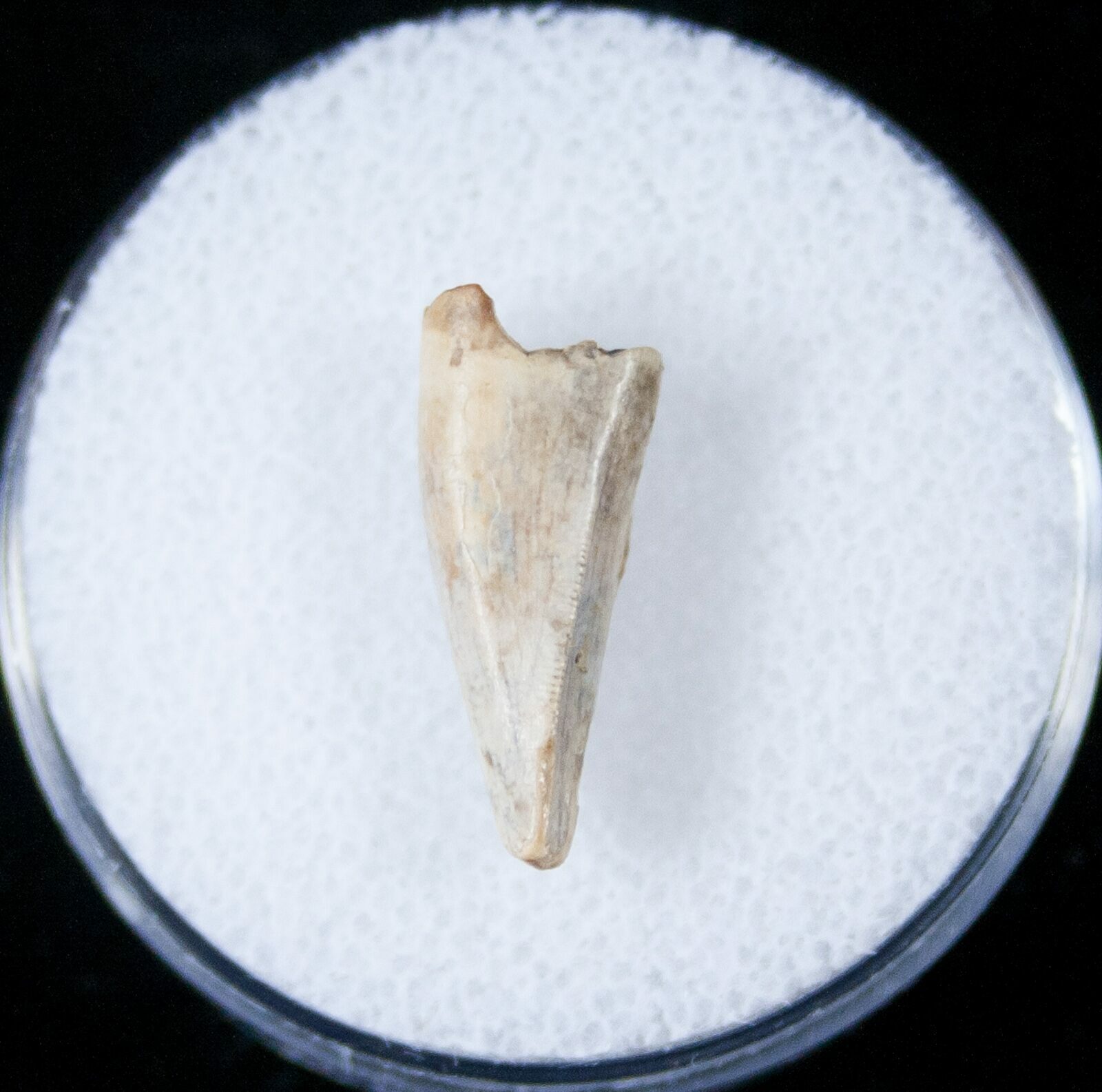 .70" Tyrannosaur Premax Tooth (Aublysodon) - Montana For Sale (#14004 ...