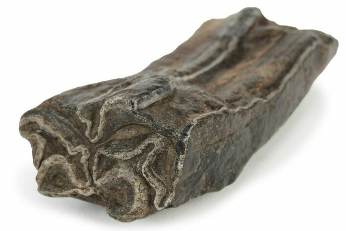 2.2" Pleistocene Aged Fossil Horse Tooth - South Carolina (#231714) For ...