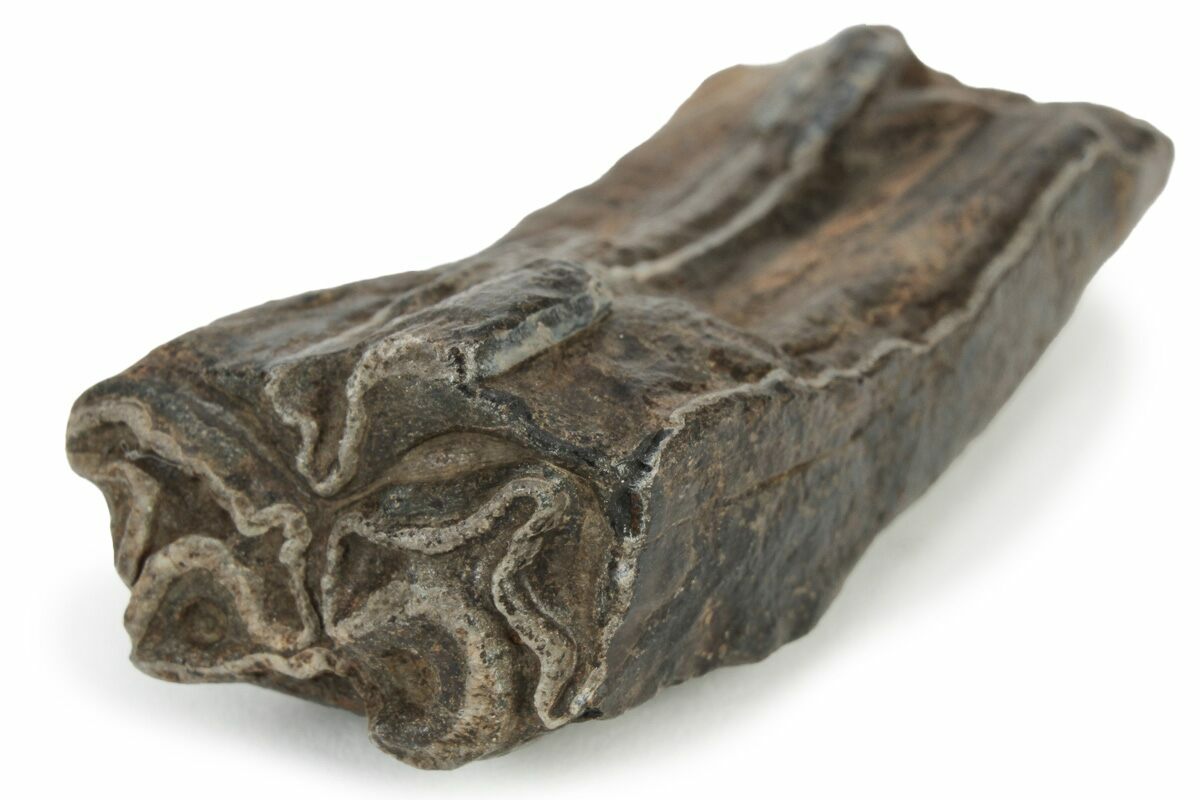 2.2" Pleistocene Aged Fossil Horse Tooth - South Carolina (#231714) For ...