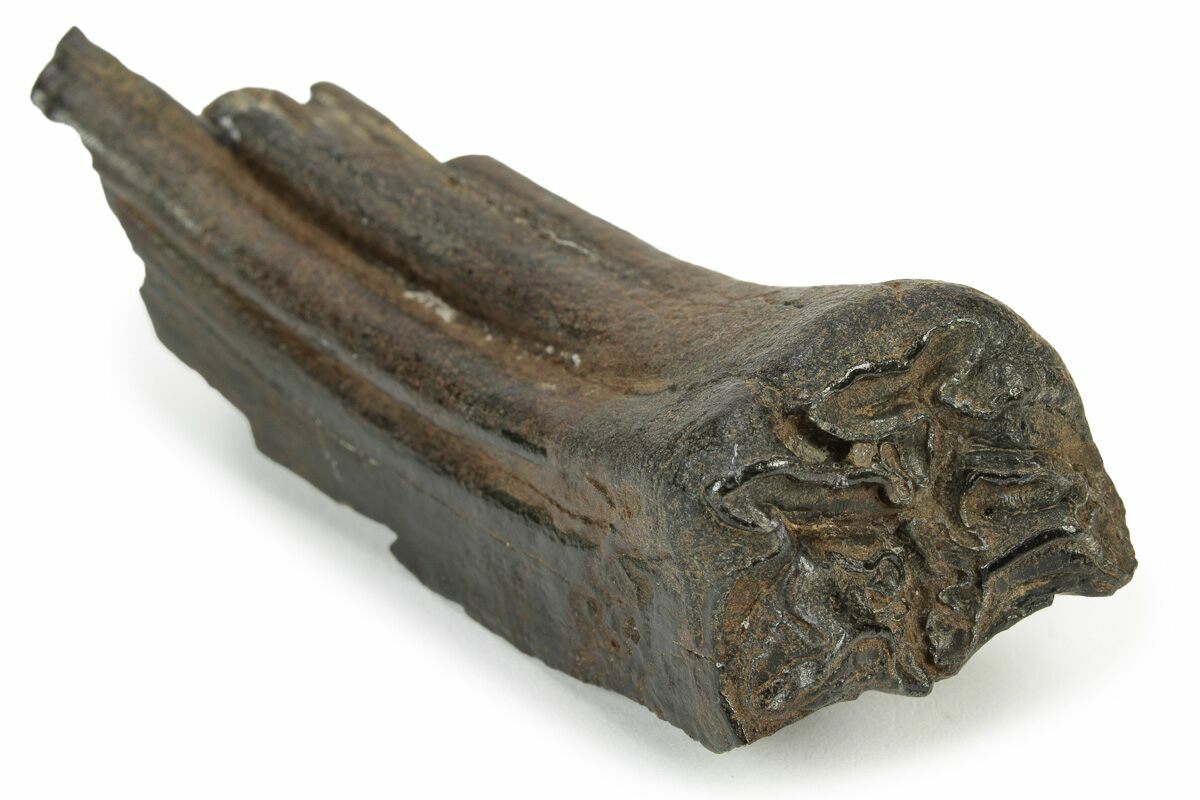 3.1" Pleistocene Aged Fossil Horse Tooth - South Carolina (#231740) For ...
