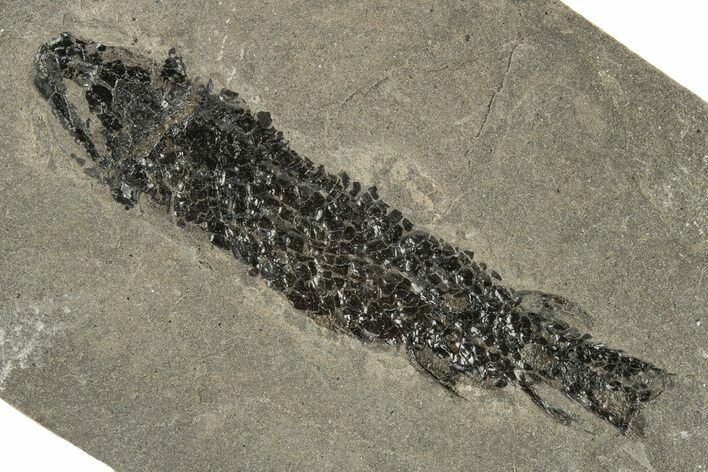 3" Devonian Lobed-Fin Fish (Osteolepis) Fossil - Scotland (#231961) For ...