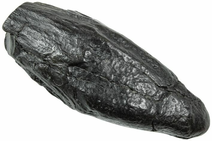 2.85" Fossil Sperm Whale (Scaldicetus) Tooth - South Carolina (#231876 ...