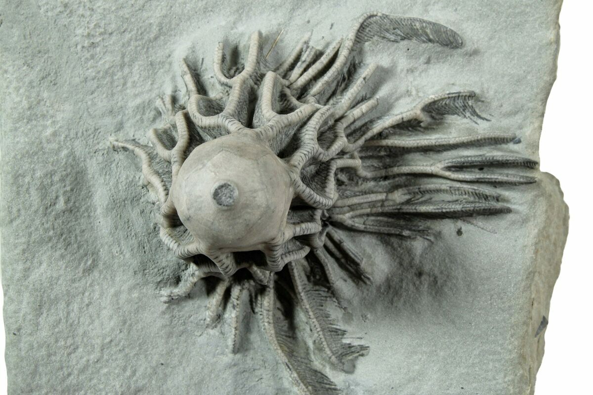1.8" Fossil Crinoid (Arthroacantha) - Arkona, Canada (#231928) For Sale ...