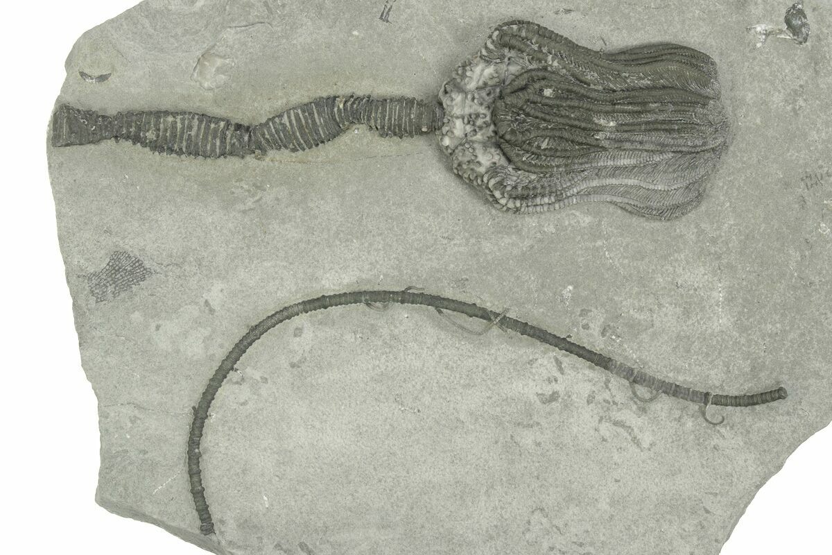 5.1" Fossil Crinoid (Platycrinites) - Crawfordsville, Indiana (#232149 ...