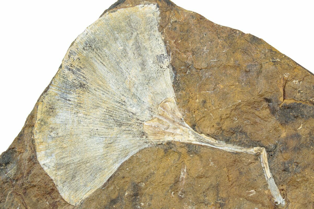 3.1" Fossil Ginkgo Leaf From North Dakota - Paleocene (#232002) For ...