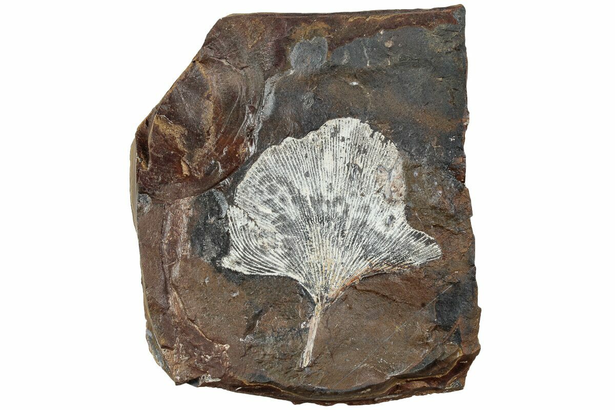 2.3" Fossil Ginkgo Leaf From North Dakota - Paleocene (#232004) For ...