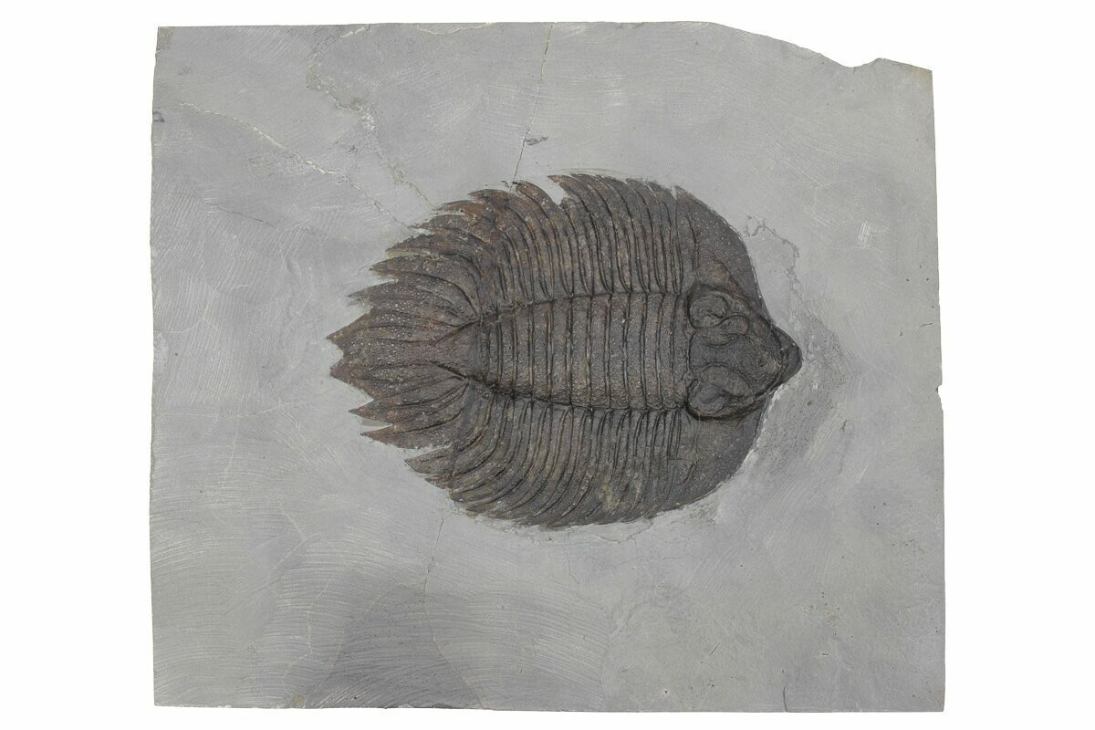 4.6" Elegant, Lichid Trilobite (Arctinurus) - Middleport, New York ...
