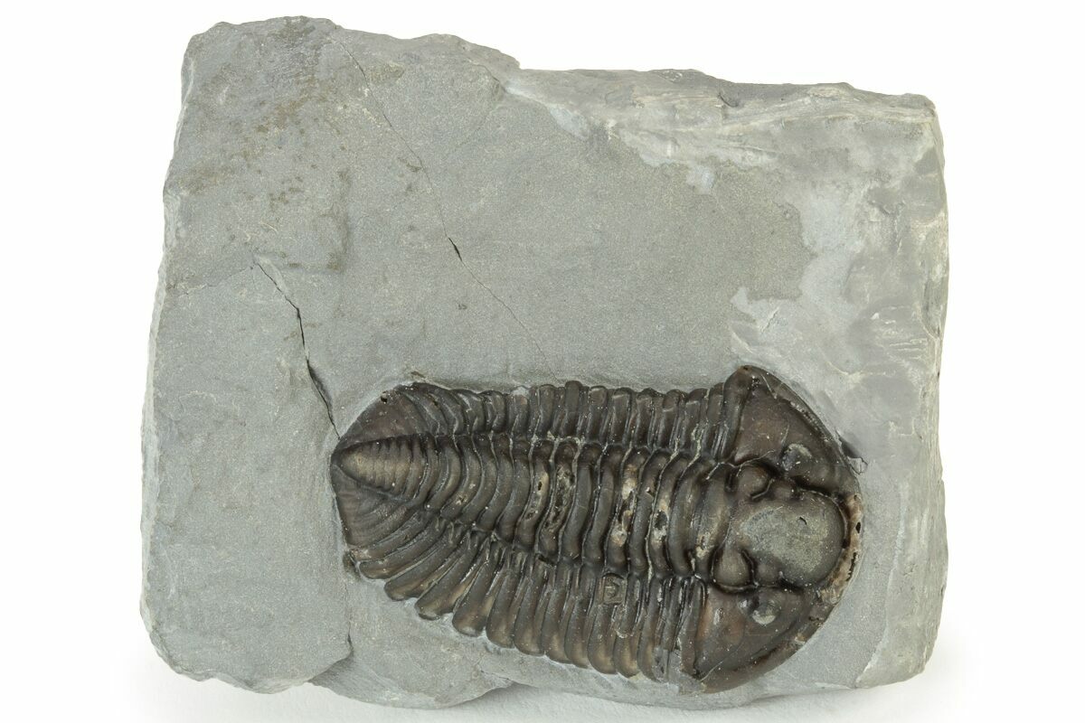 1.35" Calymene Niagarensis Trilobite Fossil - New York (#232081) For ...