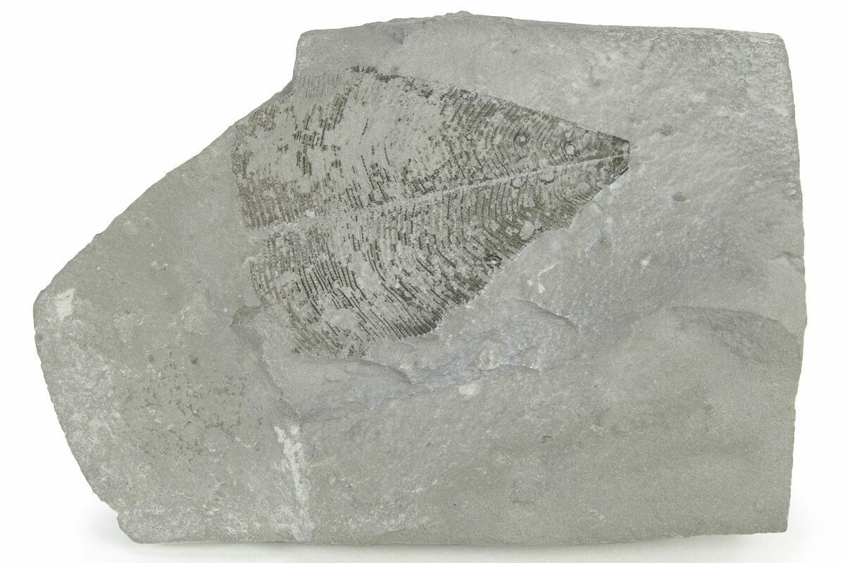 1.5" Silurian Conulariid (Conularia) Fossil - New York (#232094) For ...