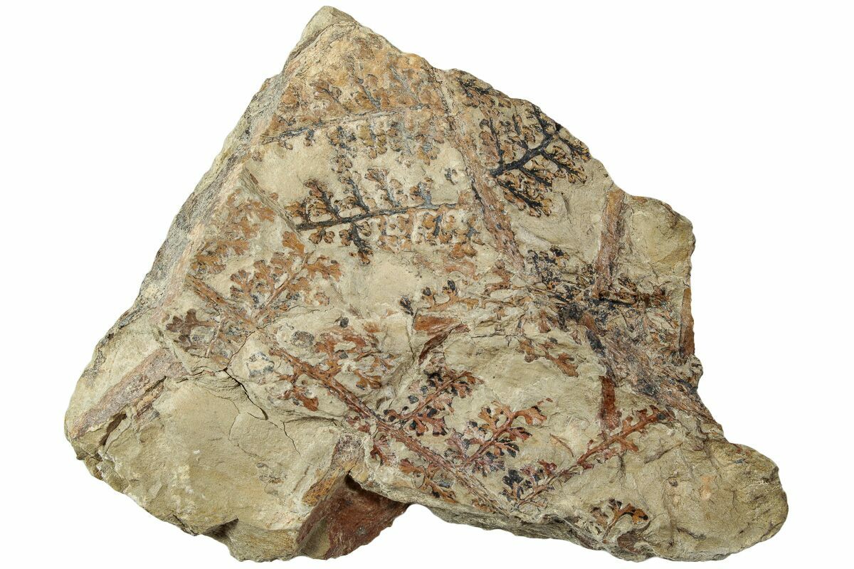 3" Pennsylvanian Fossil Fern (Eusphenopteris) Plate - West Virginia ...