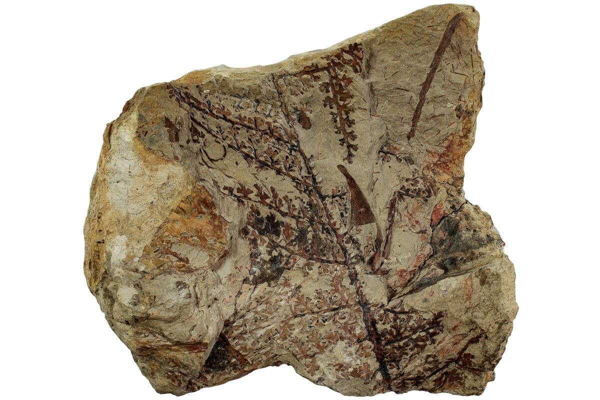 3.5" Pennsylvanian Fossil Fern (Eusphenopteris) Plate - West Virginia ...