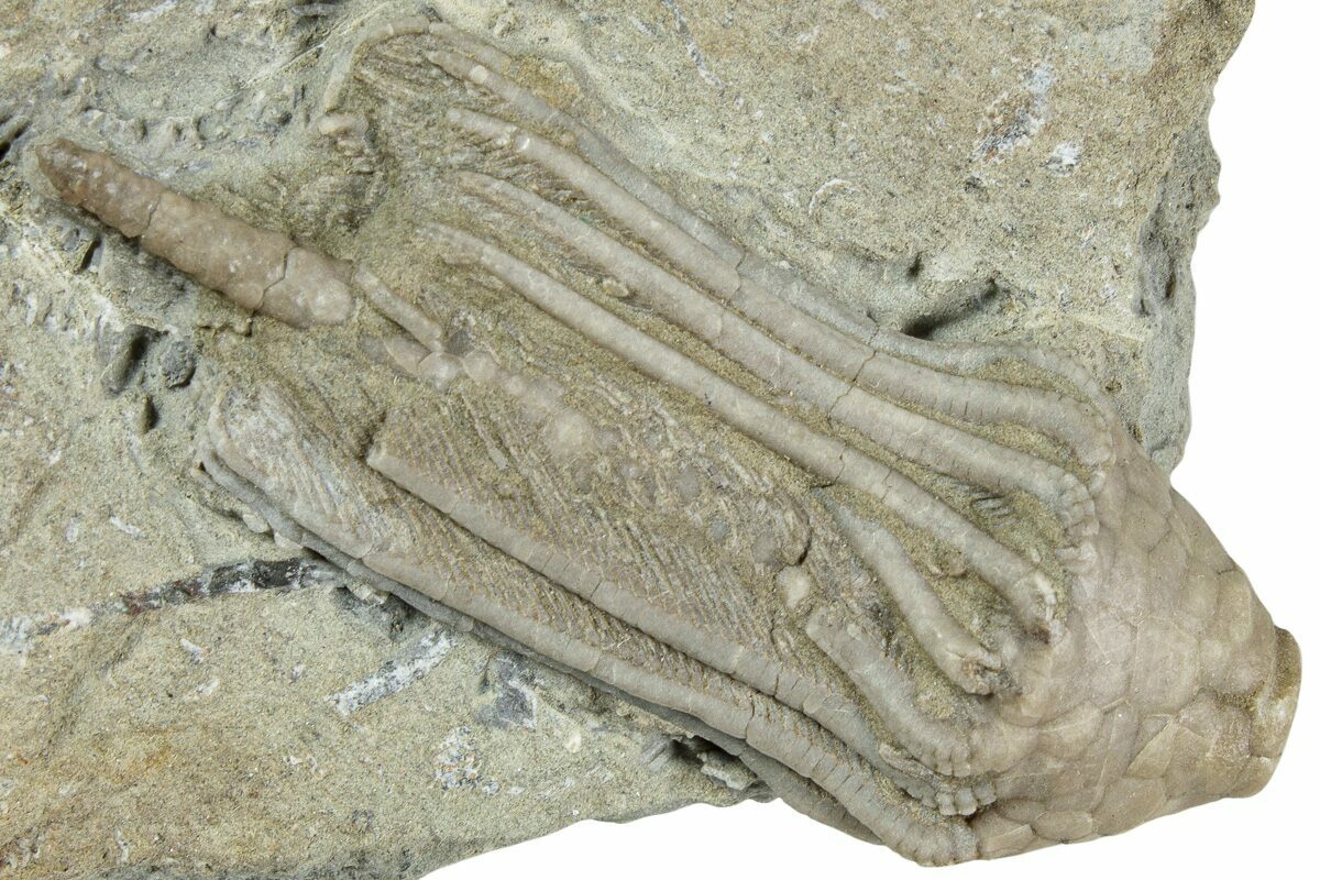 1.7" Fossil Crinoid (Macrocrinus) - Indiana (#232249) For Sale ...