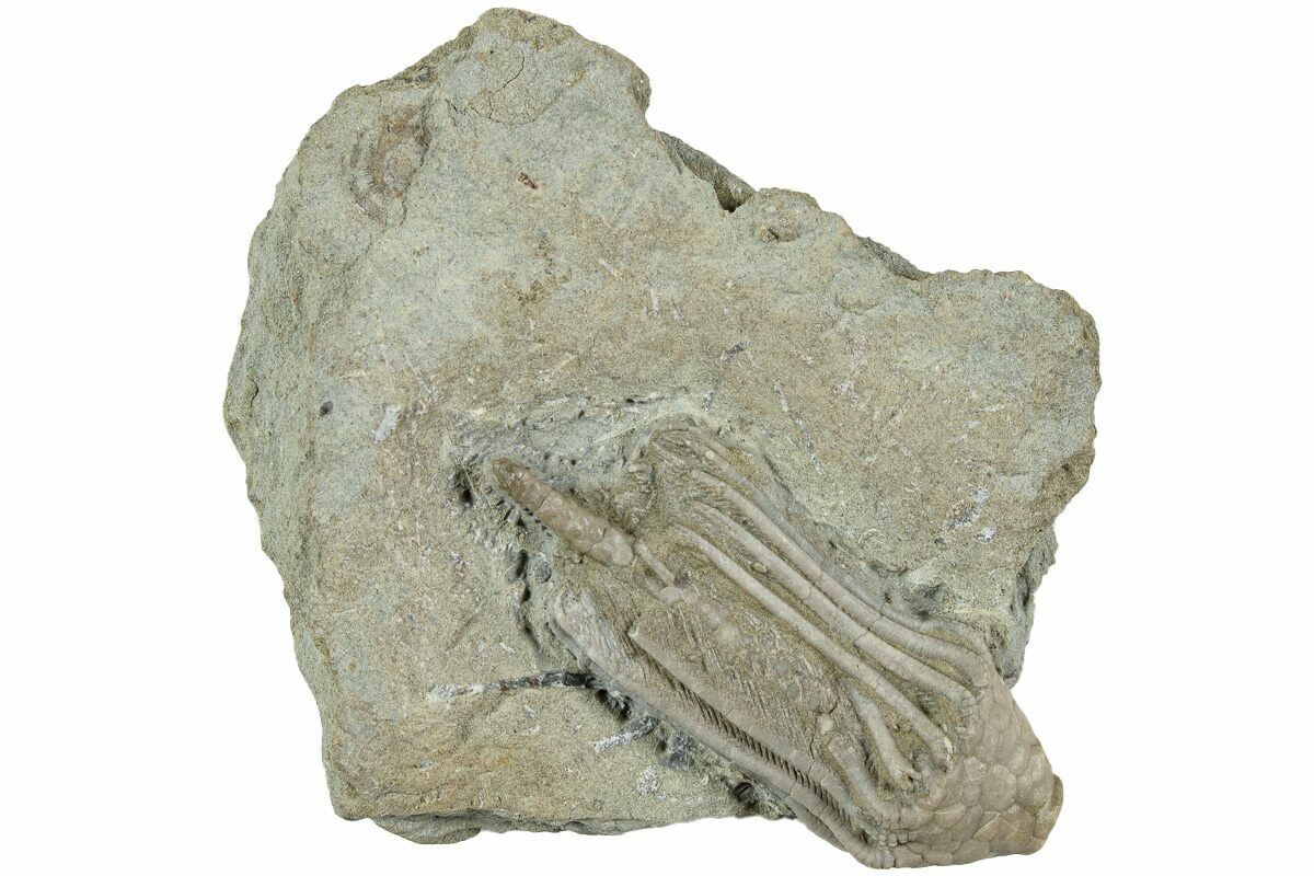 1.7" Fossil Crinoid (Macrocrinus) - Indiana (#232249) For Sale ...