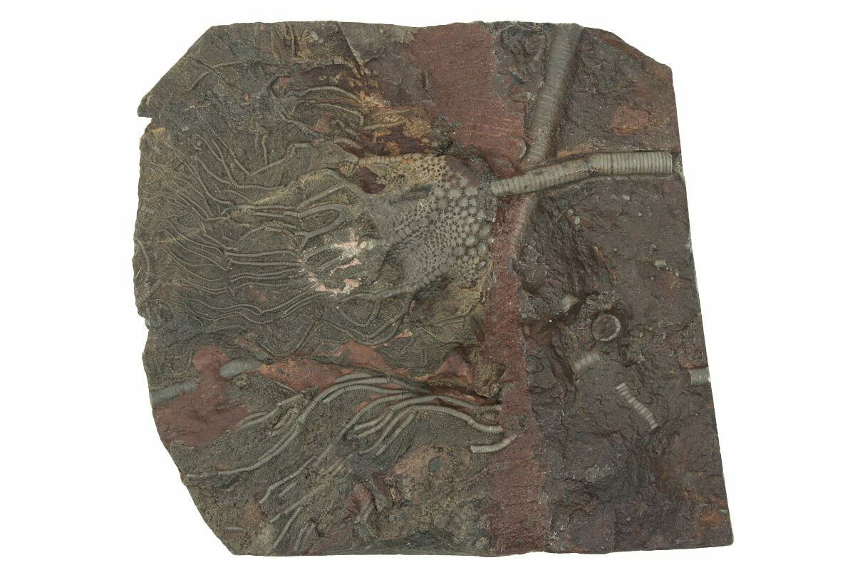 5.6" Silurian Fossil Crinoid (Scyphocrinites) Plate - Morocco (#230242 ...