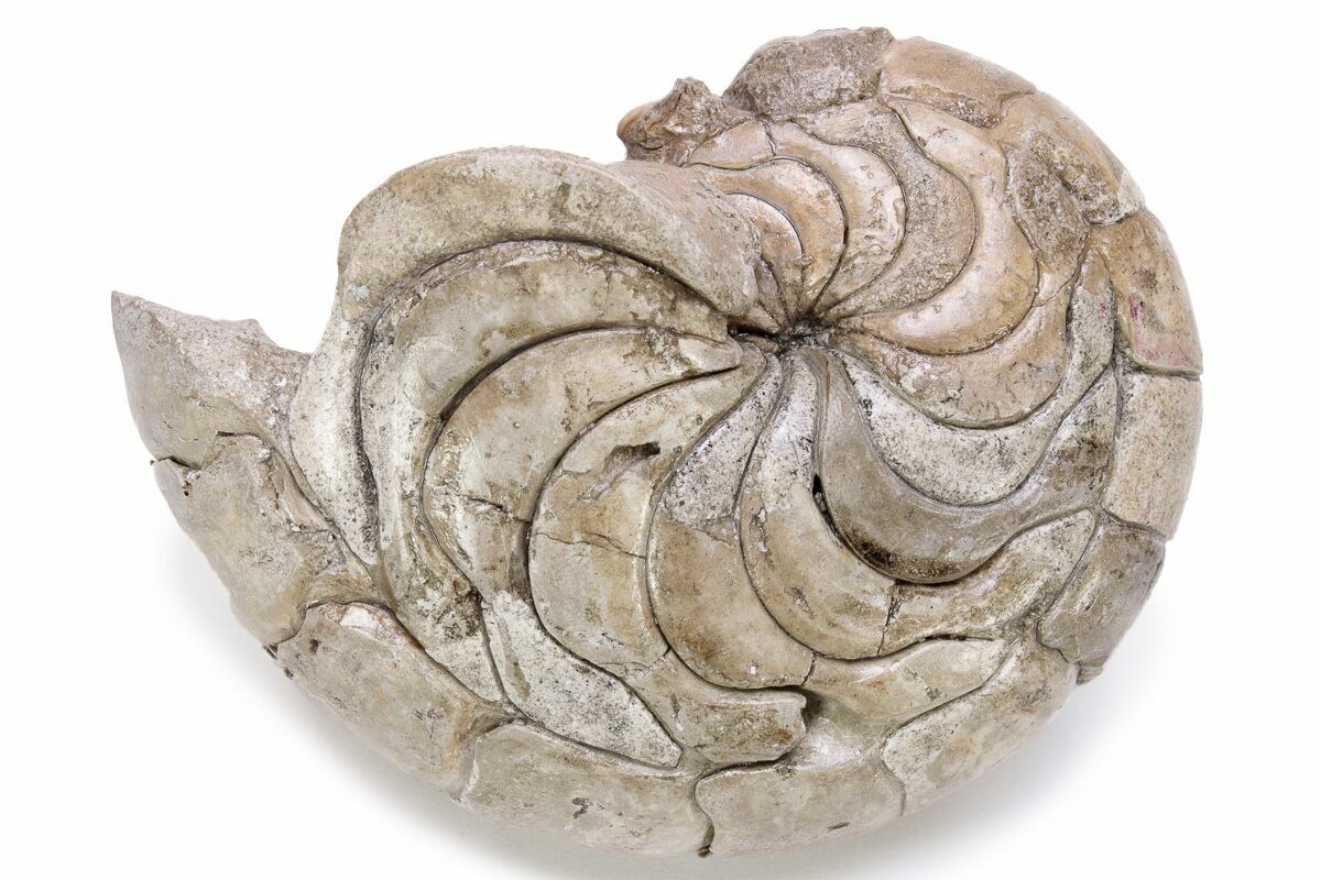4.35" Fossil Nautilus (Aturia) - Boujdour, Morocco (#232735) For Sale ...