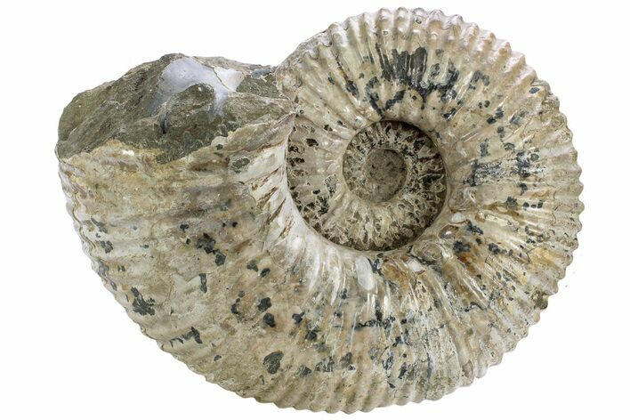 10.7" Bumpy Ammonite (Douvilleiceras) Fossil - Giant Specimen! (#232621 ...