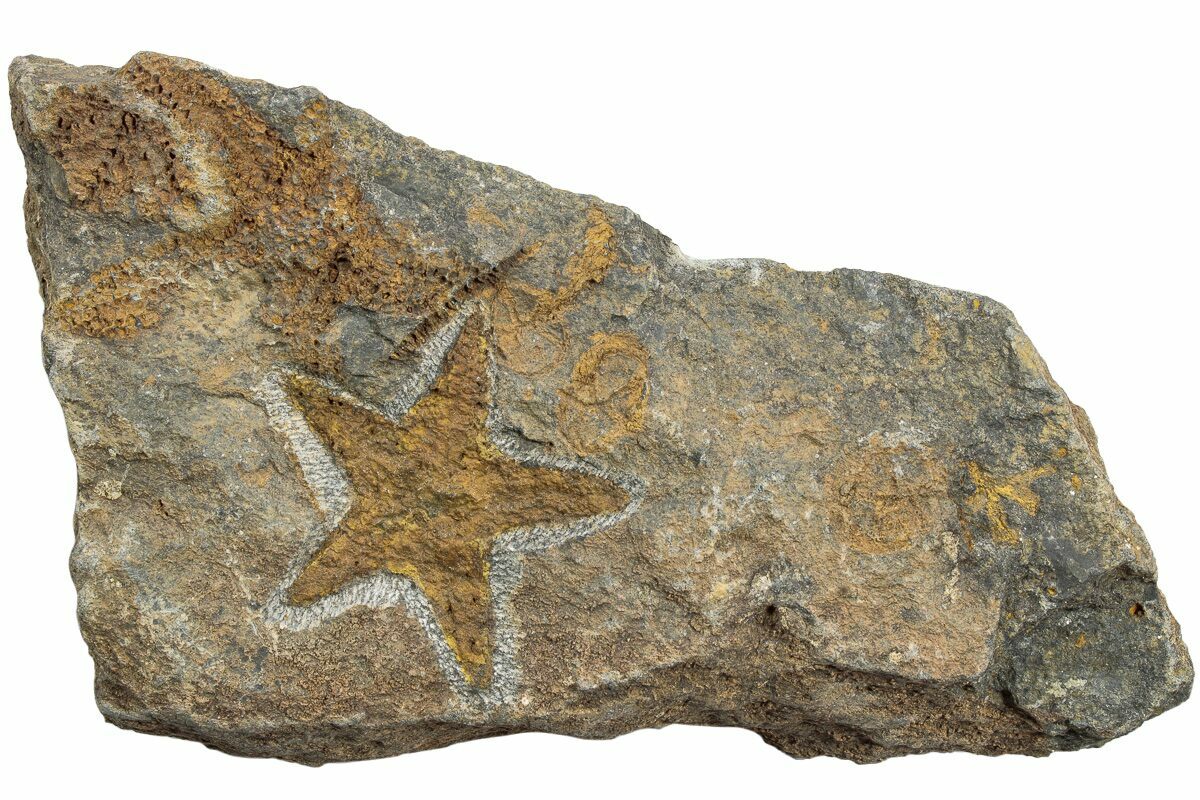 1.4" Ordovician Starfish (Petraster?) Fossil - Morocco (#232718) For ...