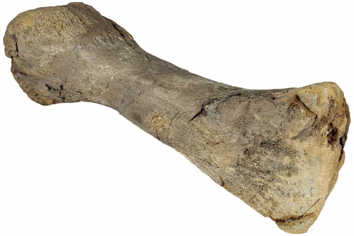 9.8" Hadrosaur (Edmontosaurus) Metatarsal - Wyoming (#232774) For Sale ...