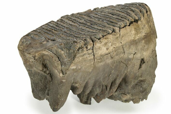 9" Woolly Mammoth Molar - Siberia (#232725) For Sale - FossilEra.com