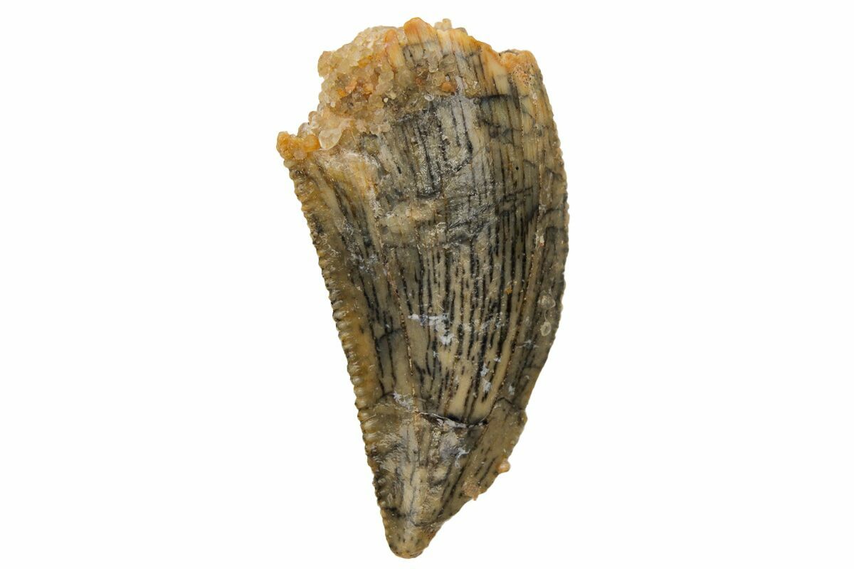 Serrated, .62" Raptor Tooth - Real Dinosaur Tooth (#233074) For Sale ...