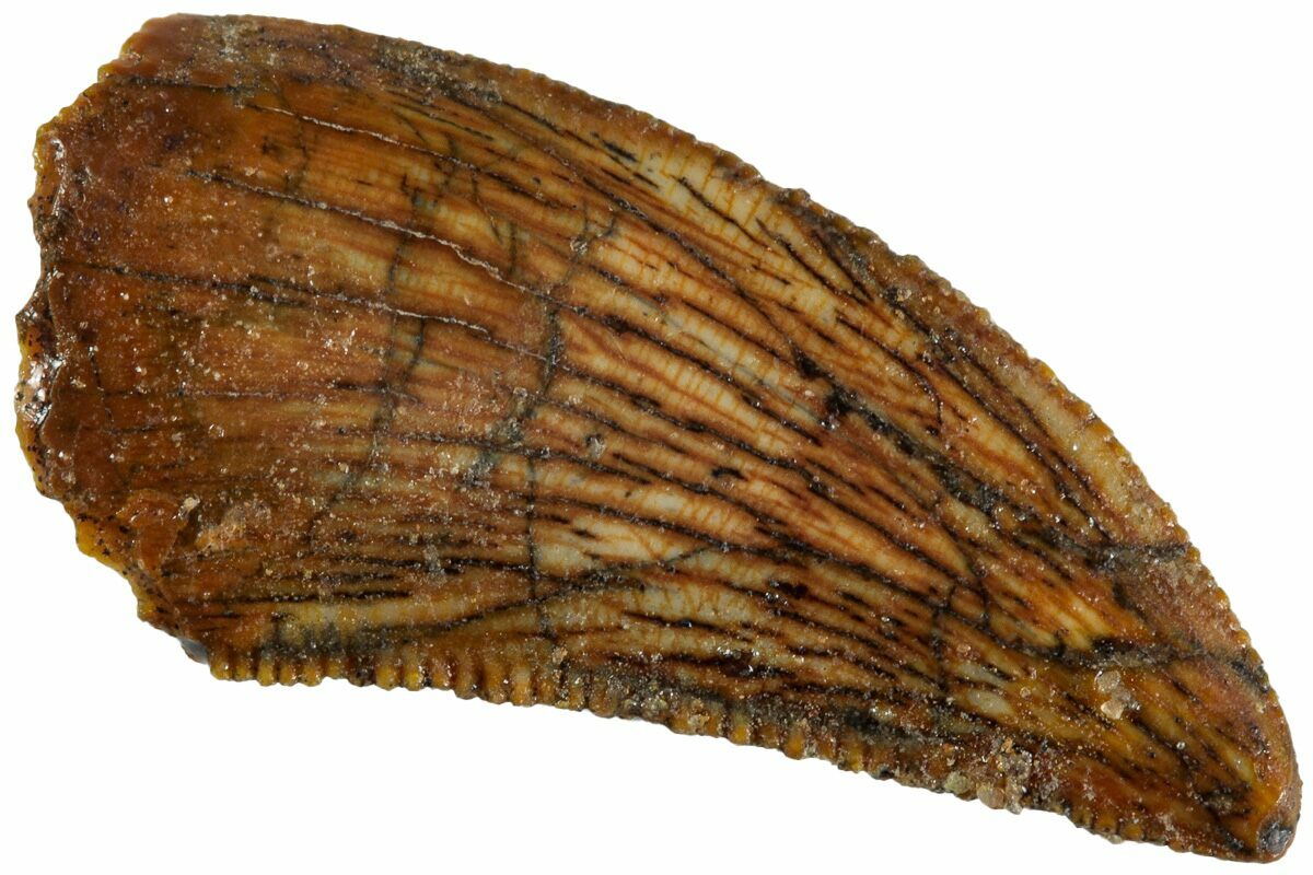 Serrated, .66" Raptor Tooth - Real Dinosaur Tooth (#233003) For Sale ...