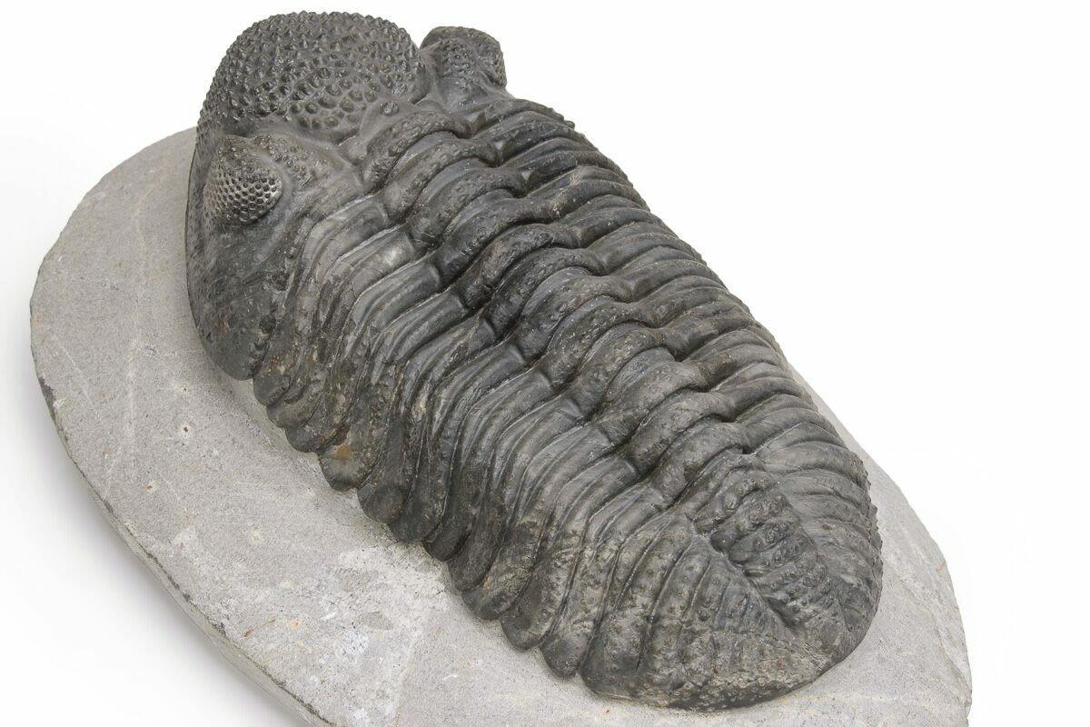 5.2" Prone Drotops Trilobite With Great Eyes- Mrakib, Morocco (#233279 ...