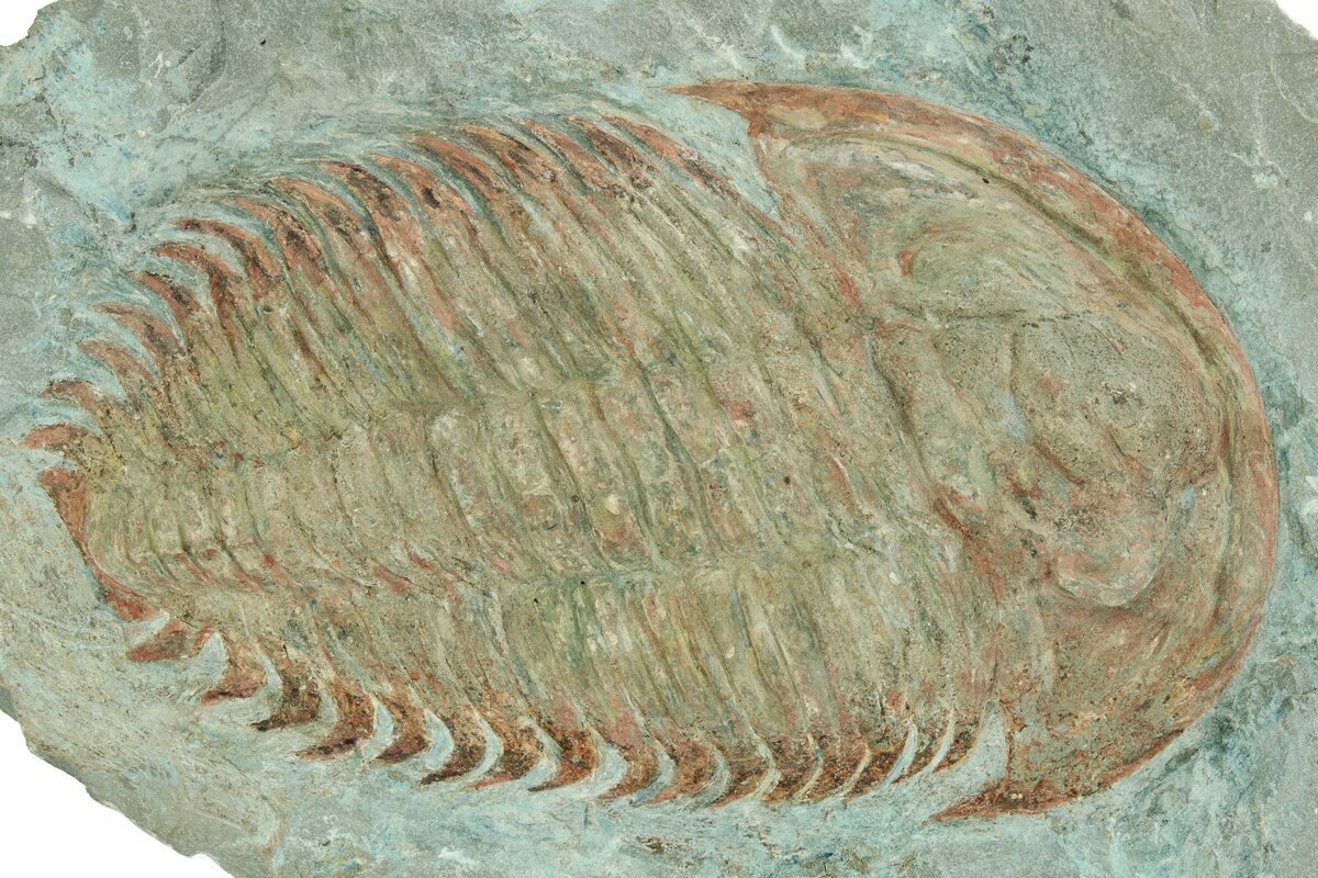 Bargain, 5" Lower Cambrian Trilobite (Longianda) - Issafen, Morocco ...