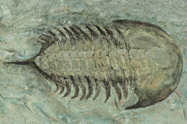 Bargain, 3" Trilobite (Pseudosaukianda) - Issafen, Morocco (#233332 ...