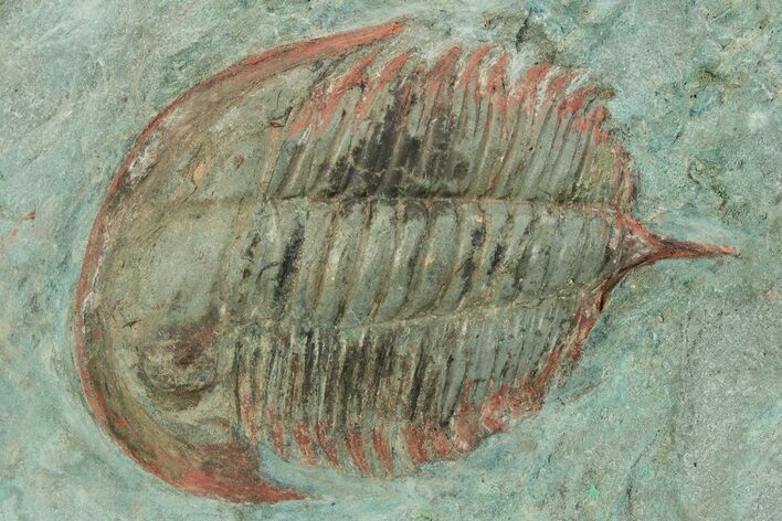 Bargain, 2" Trilobite (Pseudosaukianda) - Issafen, Morocco (#233334 ...