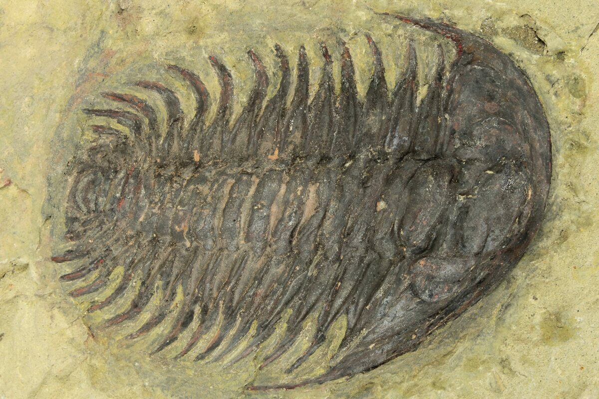 Bargain, 1.95" Trilobite (Pseudosaukianda) - Issafen, Morocco (#233351 ...