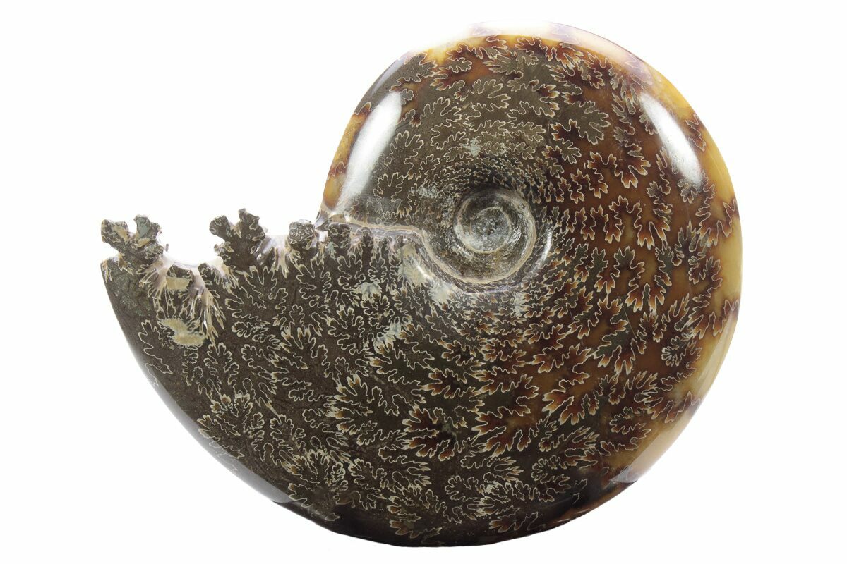 5.1" Polished Ammonite (Cleoniceras) Fossil - Madagascar (#233491) For ...