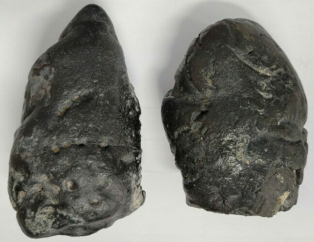 Pair of Shark Coprolites (Fossil Shark Poop) - South Carolina (#233727 ...