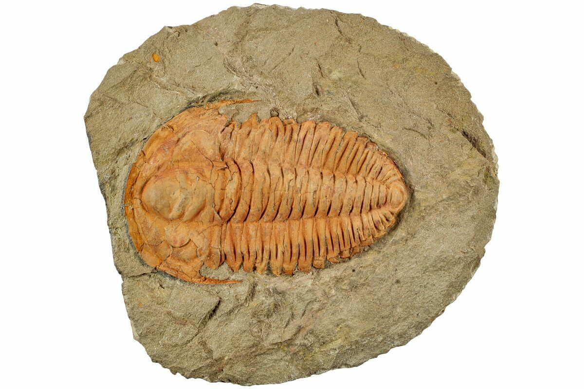 2.9" Middle Cambrian Hamatolenus Trilobite - Tinjdad, Morocco (#233475 ...