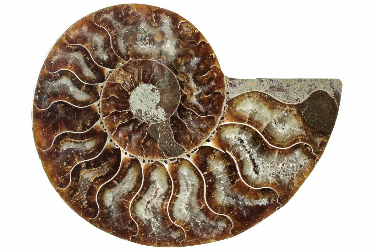 3.3" Cut & Polished Ammonite Fossil (Half) - Madagascar (#233573) For ...