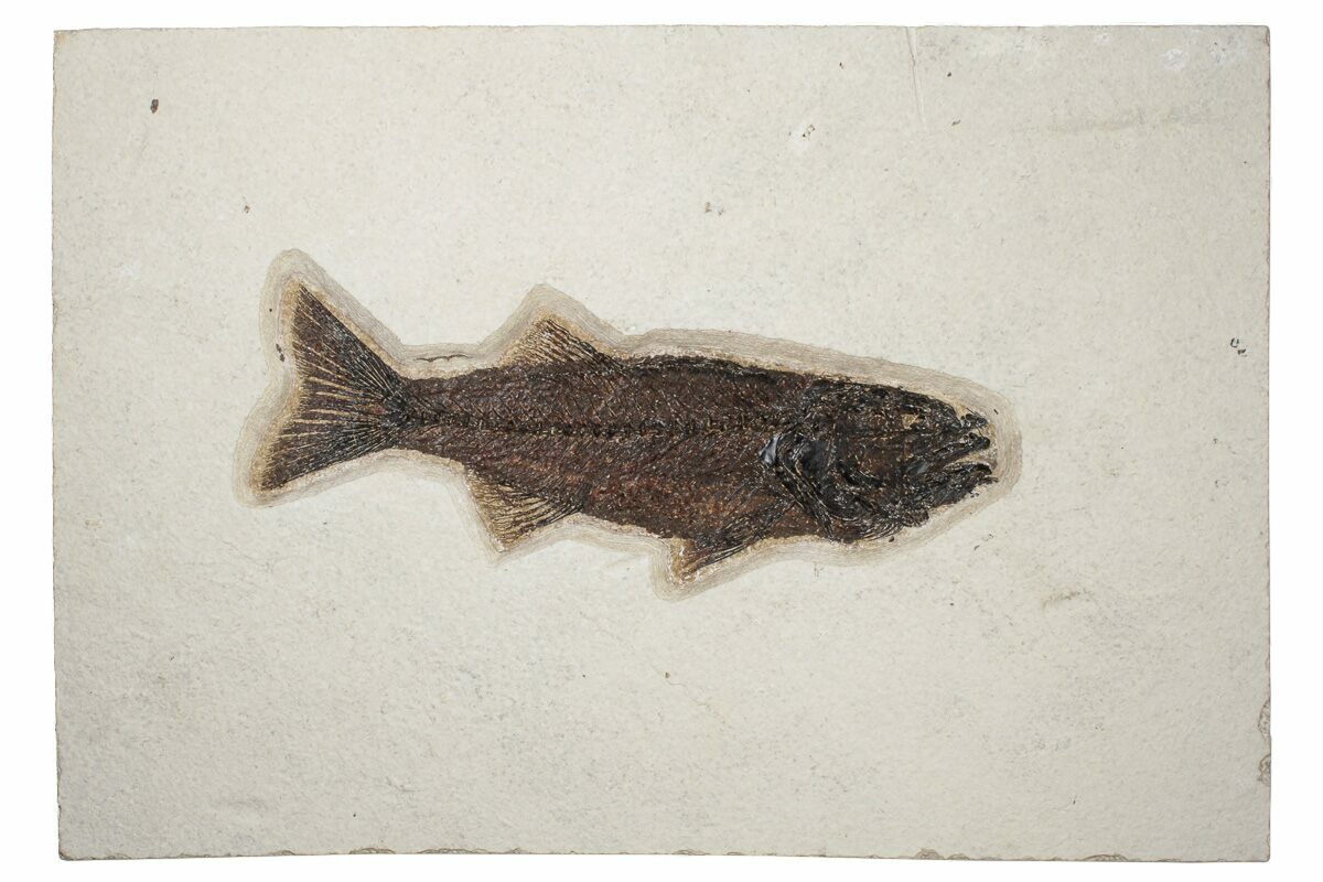 9.7" Uncommon Fish Fossil (Mioplosus) - Wyoming (#233840) For Sale ...