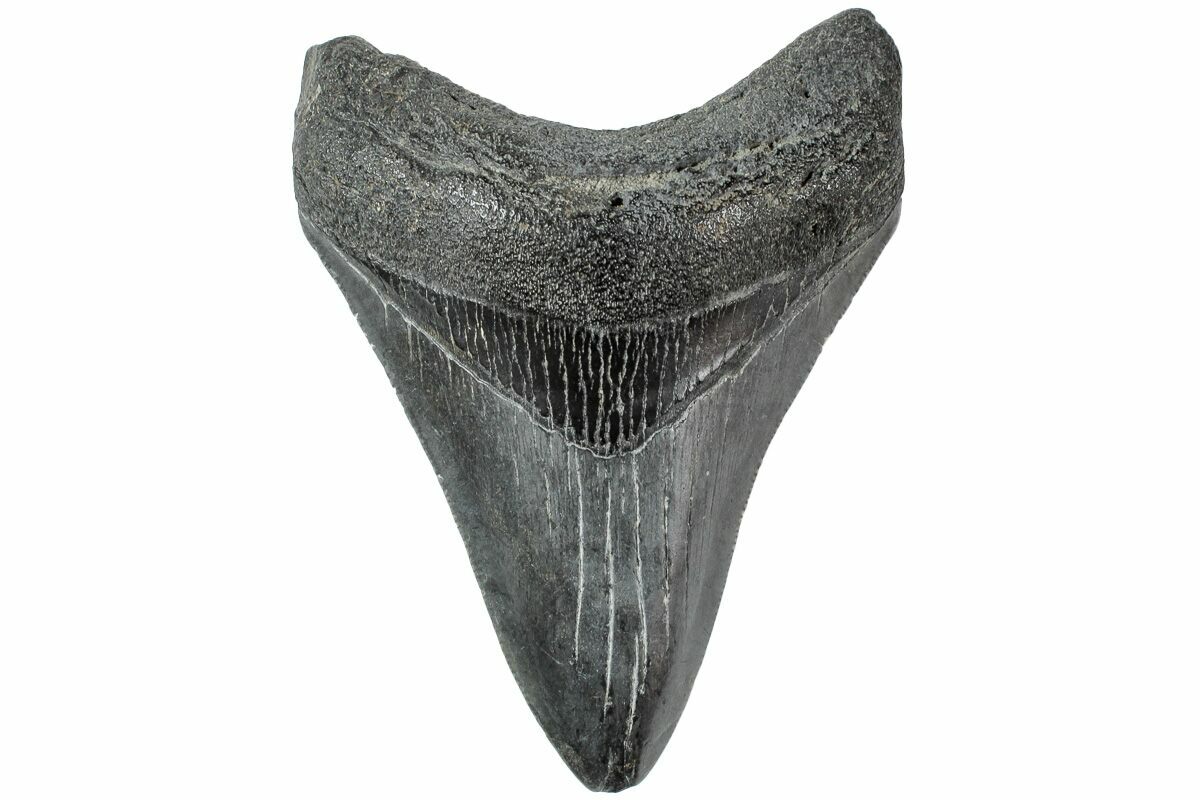 3.36" Fossil Megalodon Tooth - South Carolina (#234110) For Sale ...