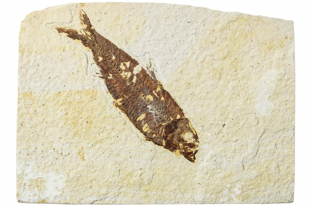 3.4" Fossil Fish (Knightia) - Green River Formation (#234228) For Sale ...