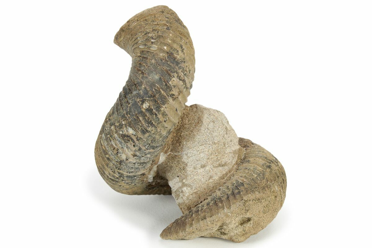 2.8" Fossil Heteromorph (Nostoceras) Ammonite - Madagascar (#234543 ...