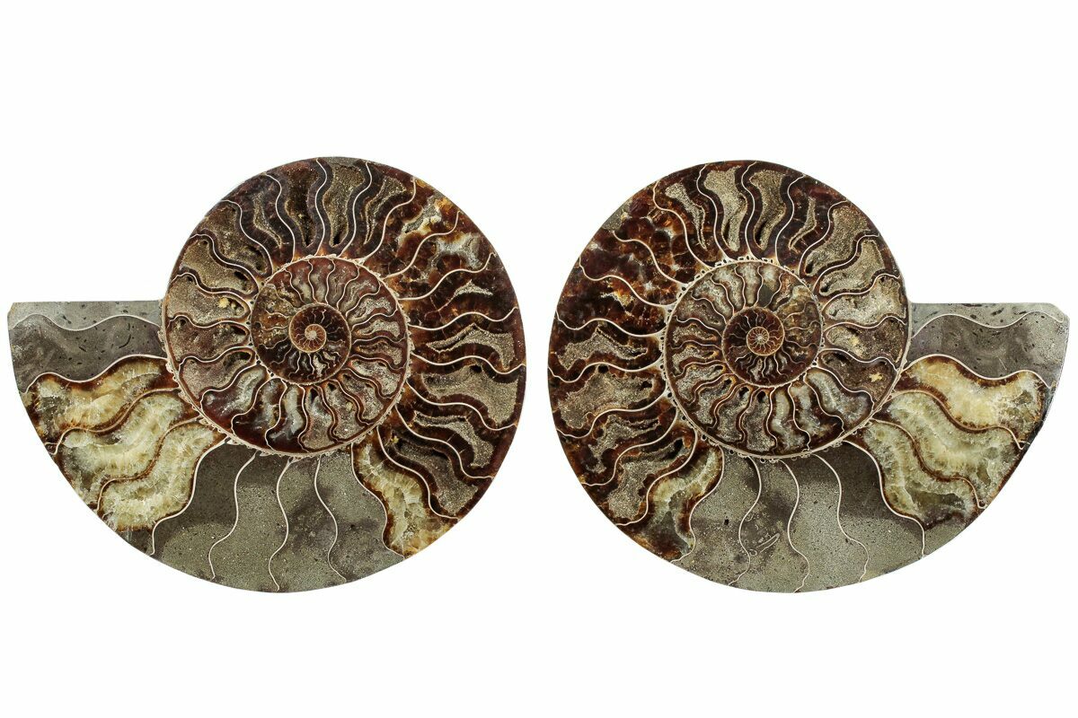 8.4" Cut & Polished, Agatized Ammonite Fossil - Madagascar (#233782 ...