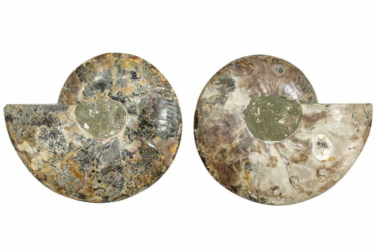 8.4" Cut & Polished, Agatized Ammonite Fossil - Madagascar (#233782 ...