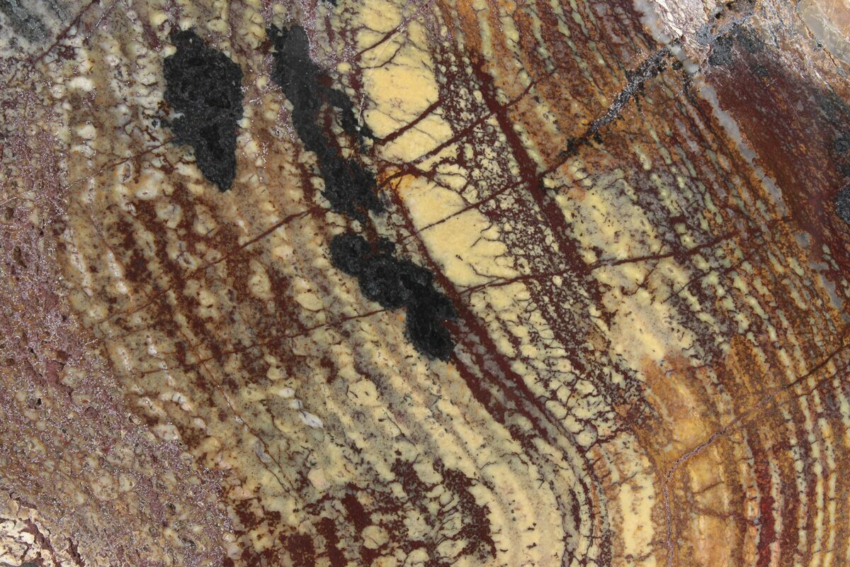 6.5" Polished Strelley Pool Stromatolite Slab - 3.43 Billion Years Old ...