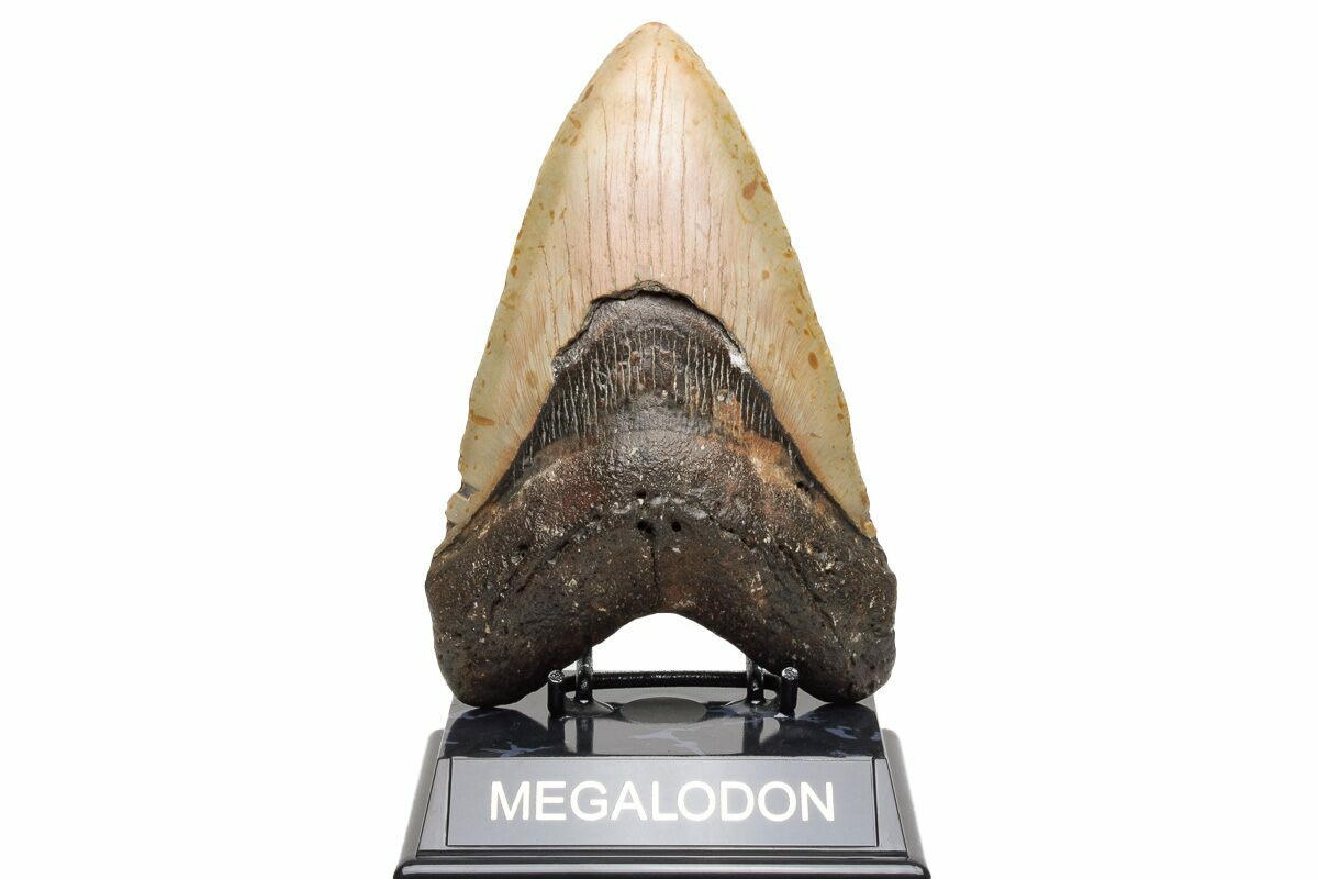 Massive 6.27" Fossil Megalodon Tooth - North Carolina (#235121) For ...
