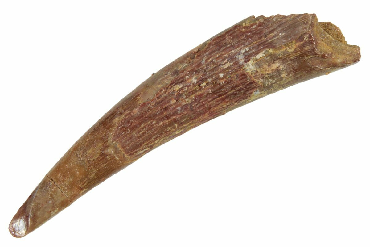 1.4" Fossil Pterosaur (Siroccopteryx) Tooth - Morocco (#235007) For ...