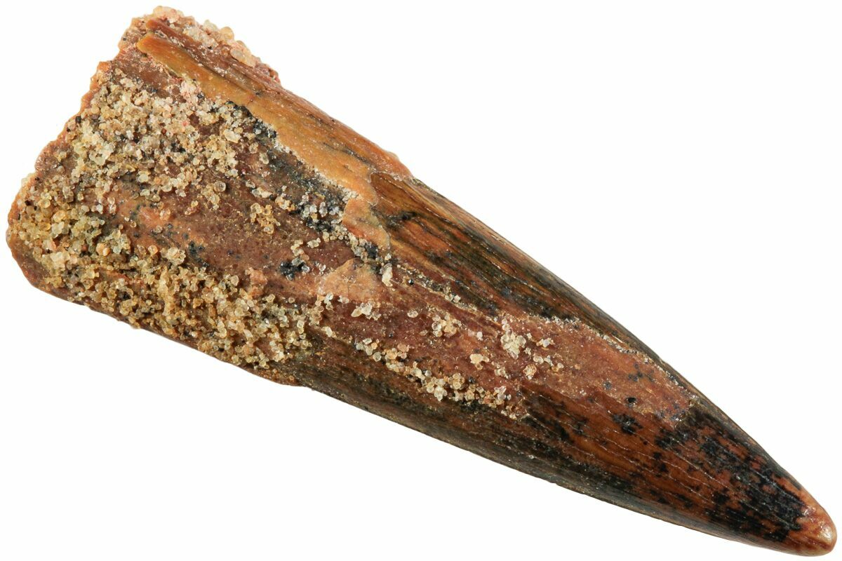 1.14" Fossil Pterosaur (Siroccopteryx) Tooth - Morocco (#234975) For ...