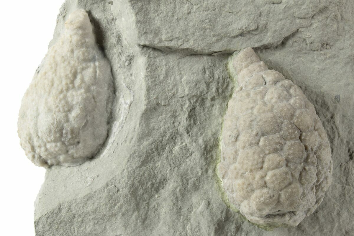 Two Cystoid (Holocystites) Fossils - Indiana (#232698) For Sale ...