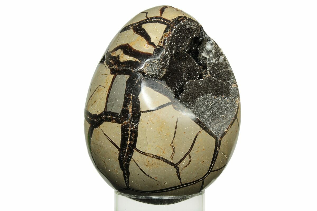 5.1" Septarian "Dragon Egg" Geode - Black Crystals (#235346) For Sale ...