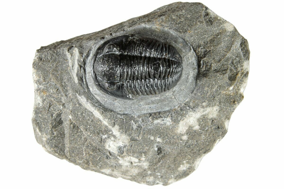 .7" Detailed Gerastos Trilobite Fossil - Morocco (#235286) For Sale ...