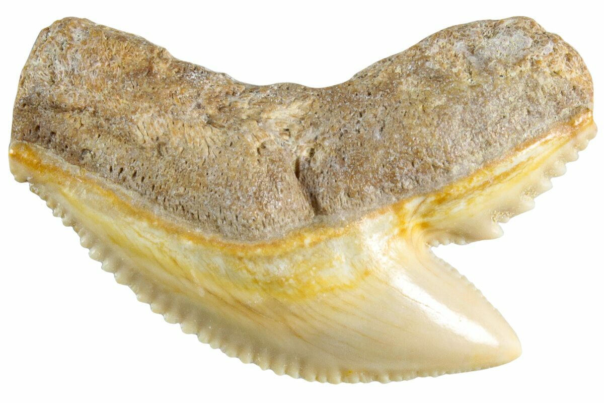 .97" Colorful, Fossil Tiger Shark Tooth - Bone Valley, Florida (#235592 ...